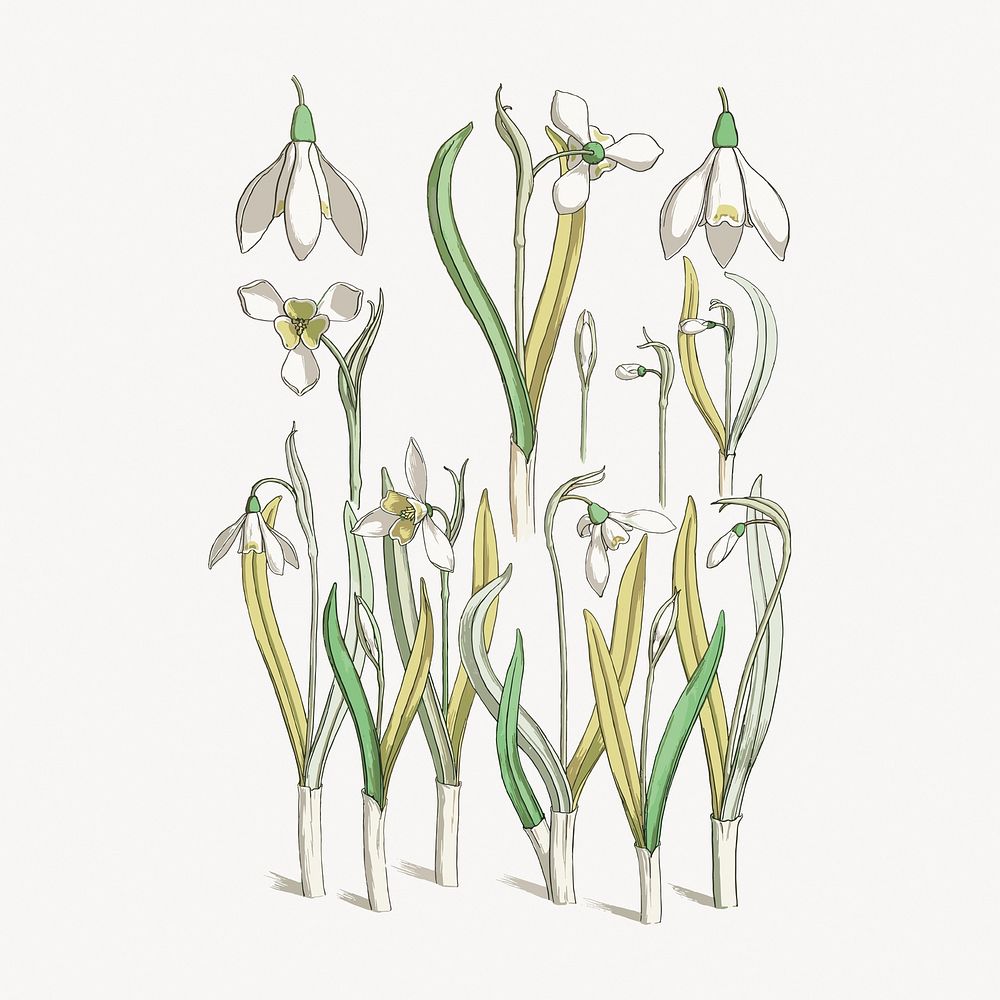 Vintage snowdrops flower parts, illustration | Free Vector Sticker ...