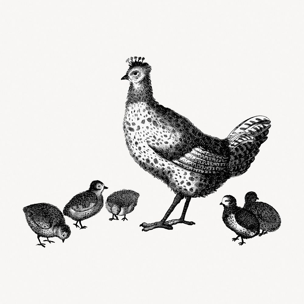 BW hen and chicks vintage | Free Vector Sticker - rawpixel