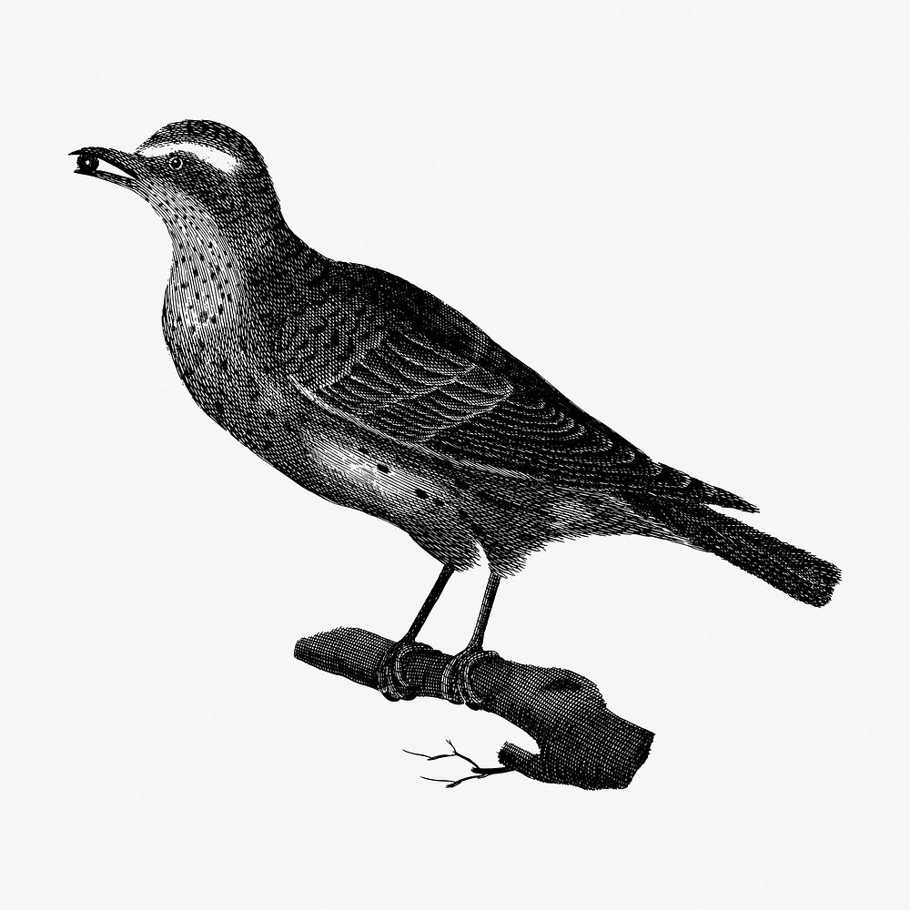 BW thrush bird hand drawn | Free Vector Sticker - rawpixel