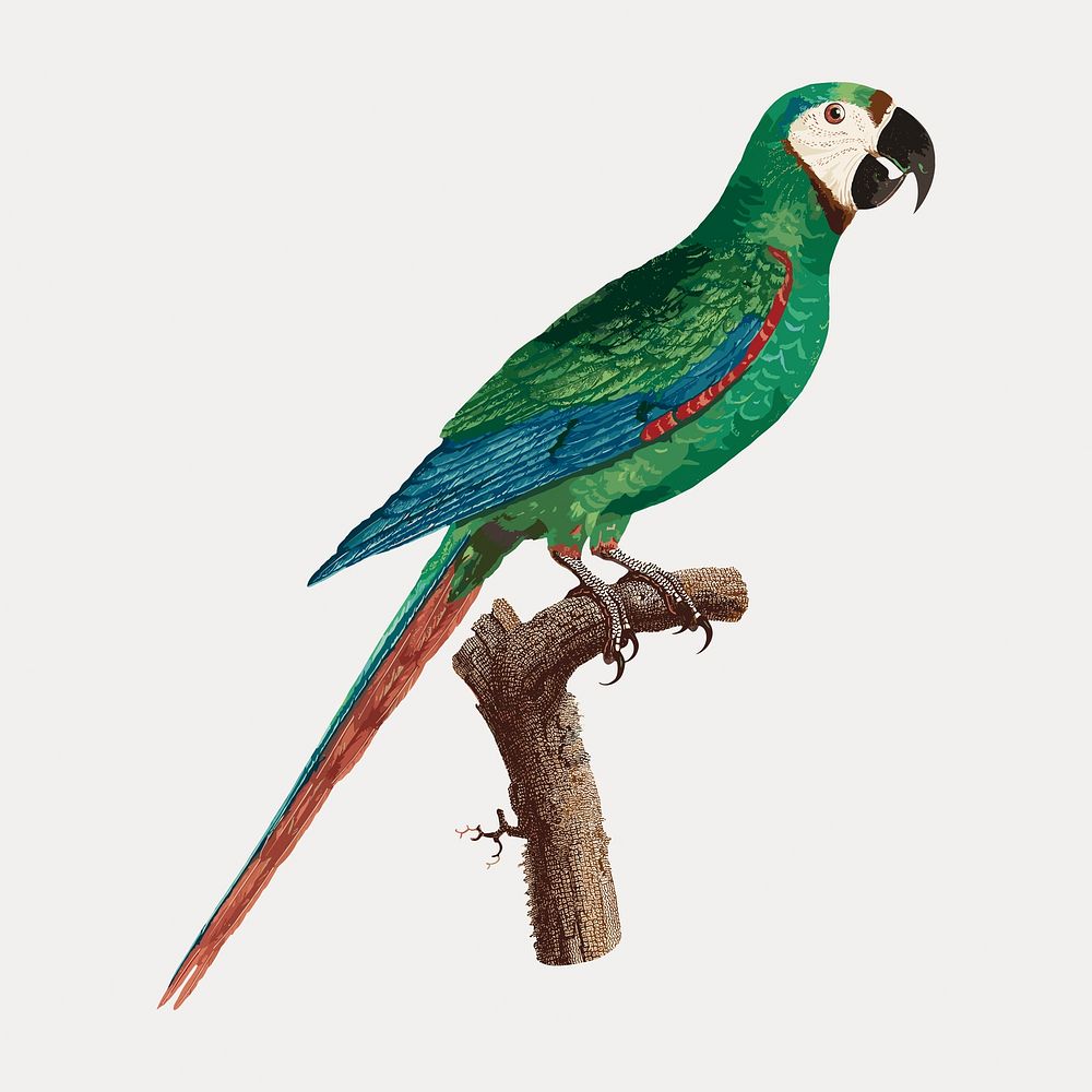 Blue-winged macaw parrot bird sticker, | Free Vector - rawpixel