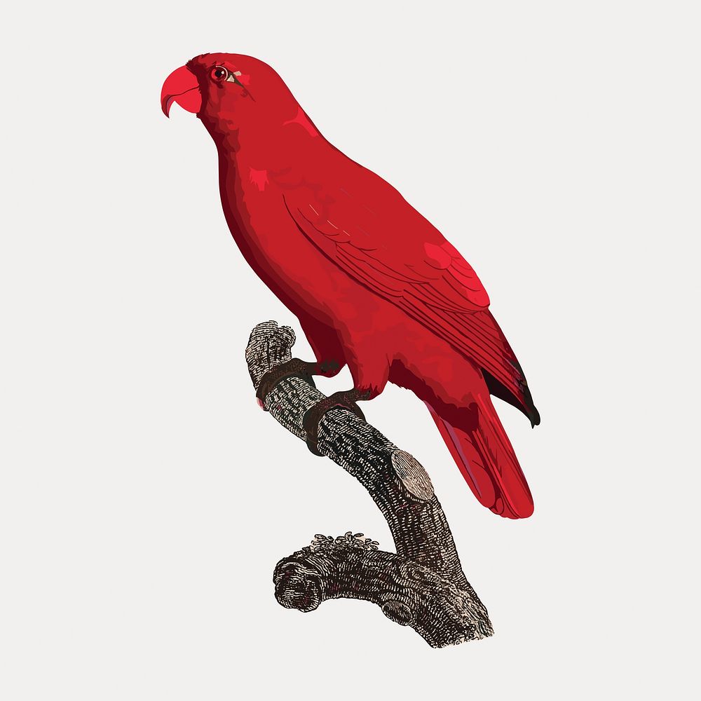Cardinal Lory parrot bird sticker | Free Vector - rawpixel