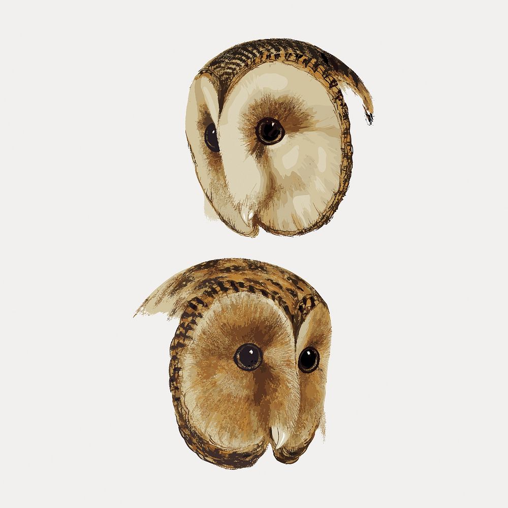 Barn Tasmanian masked owl sticker, | Free Vector - rawpixel