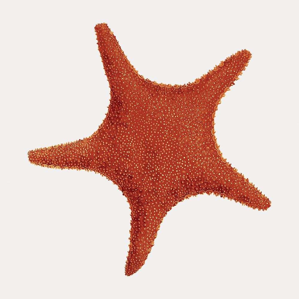 Common Sunstar Images | Free Photos, PNG Stickers, Wallpapers ...