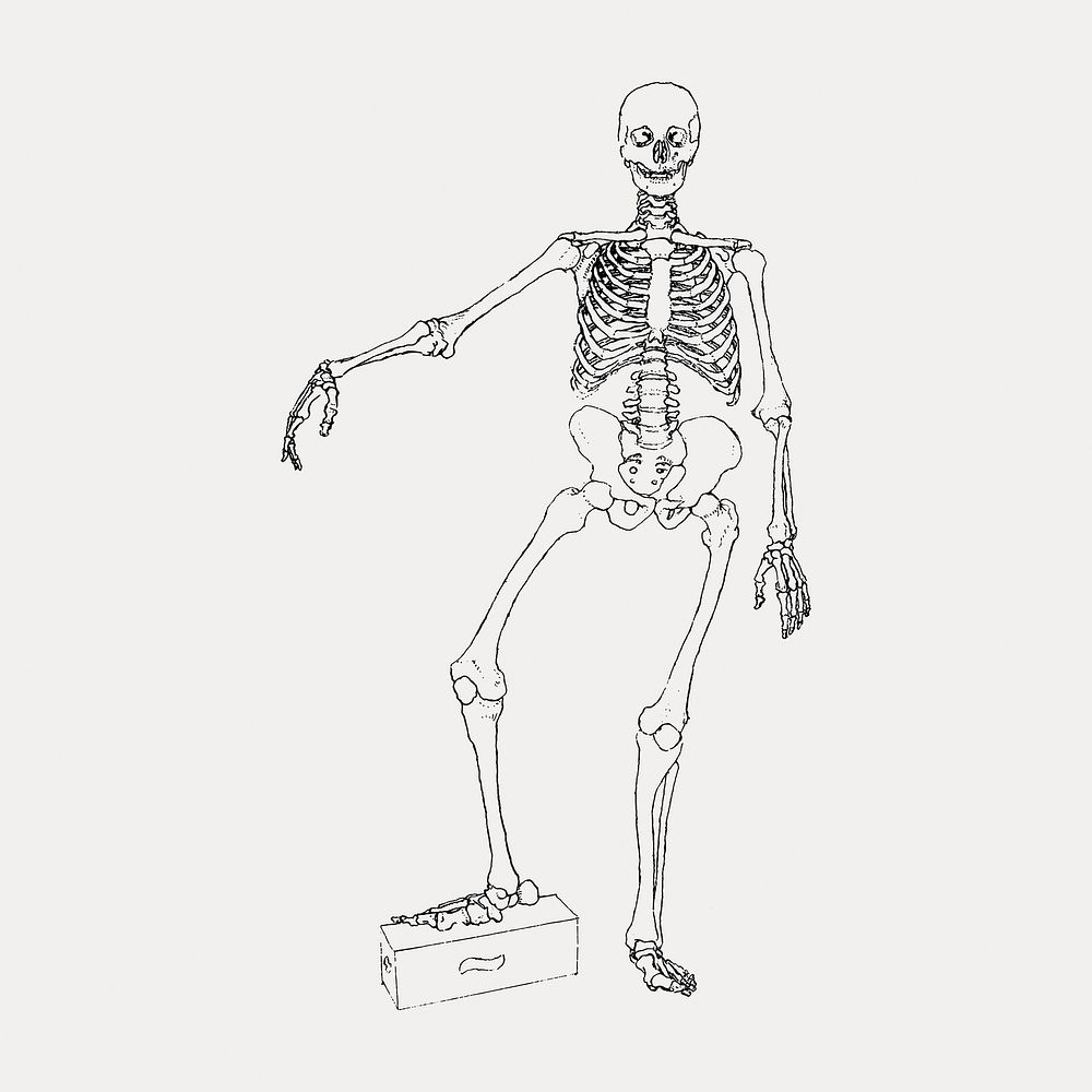 Human skeleton collage element, vector | Free Vector - rawpixel