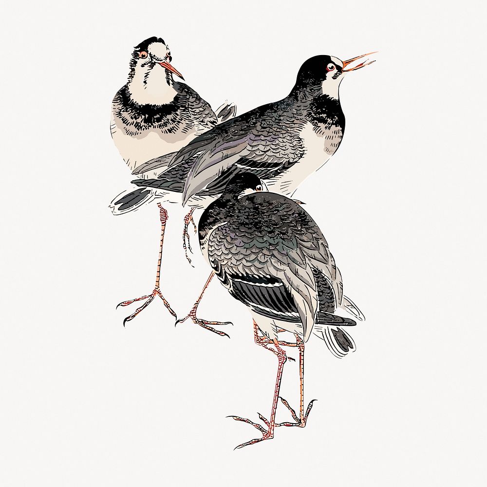 Three standing snipe birds illustration | Premium Vector Sticker - rawpixel