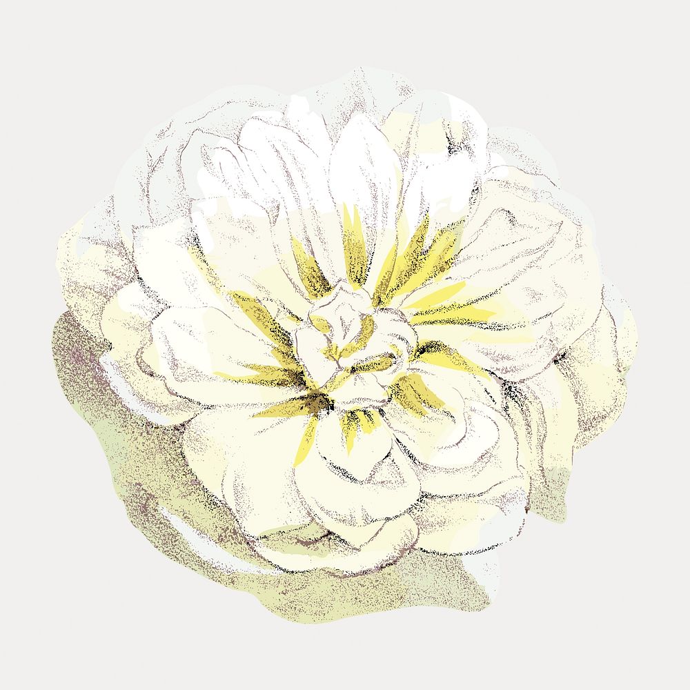 White rose, French flower vintage | Free Vector - rawpixel