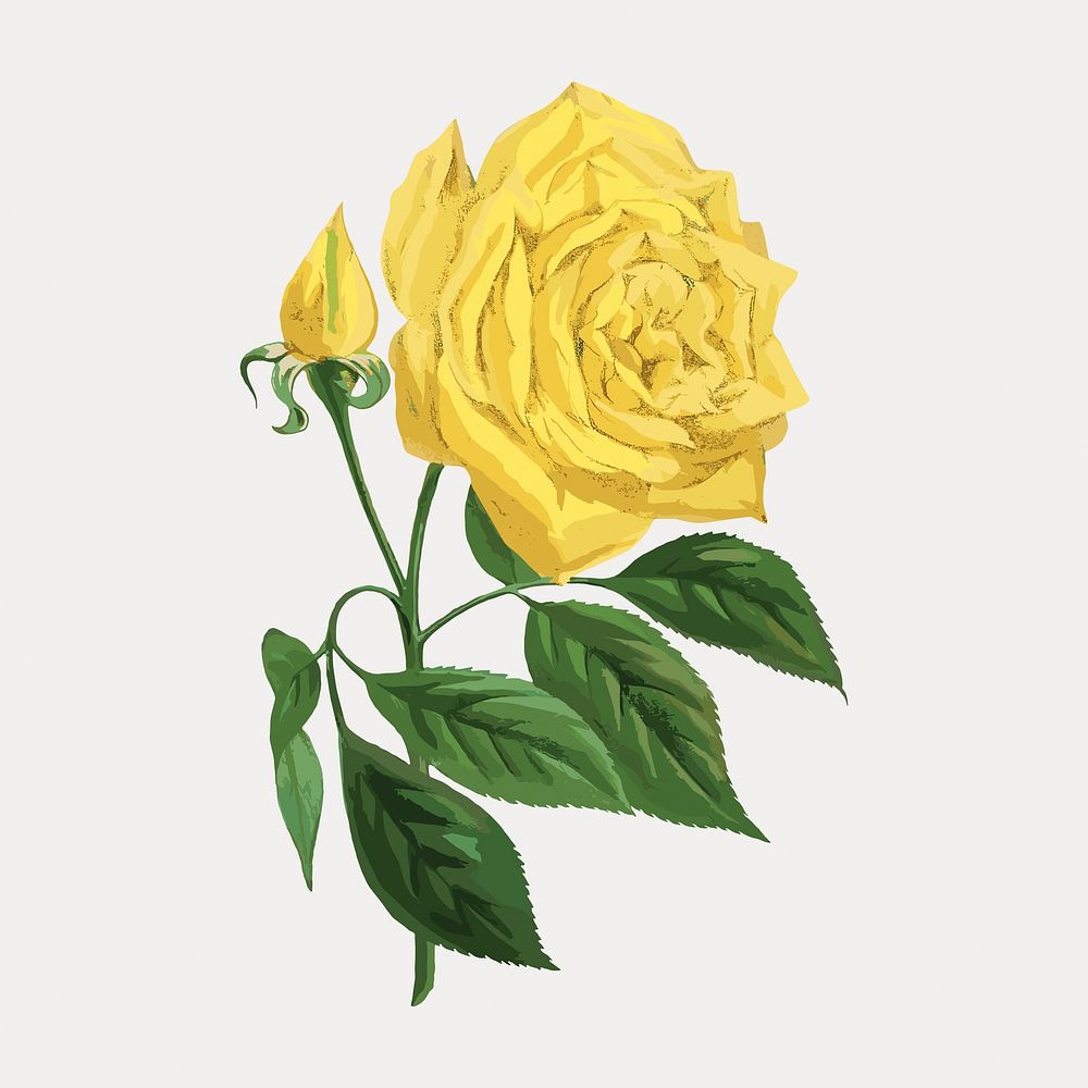 Yellow rose, French flower vintage | Free Vector - rawpixel