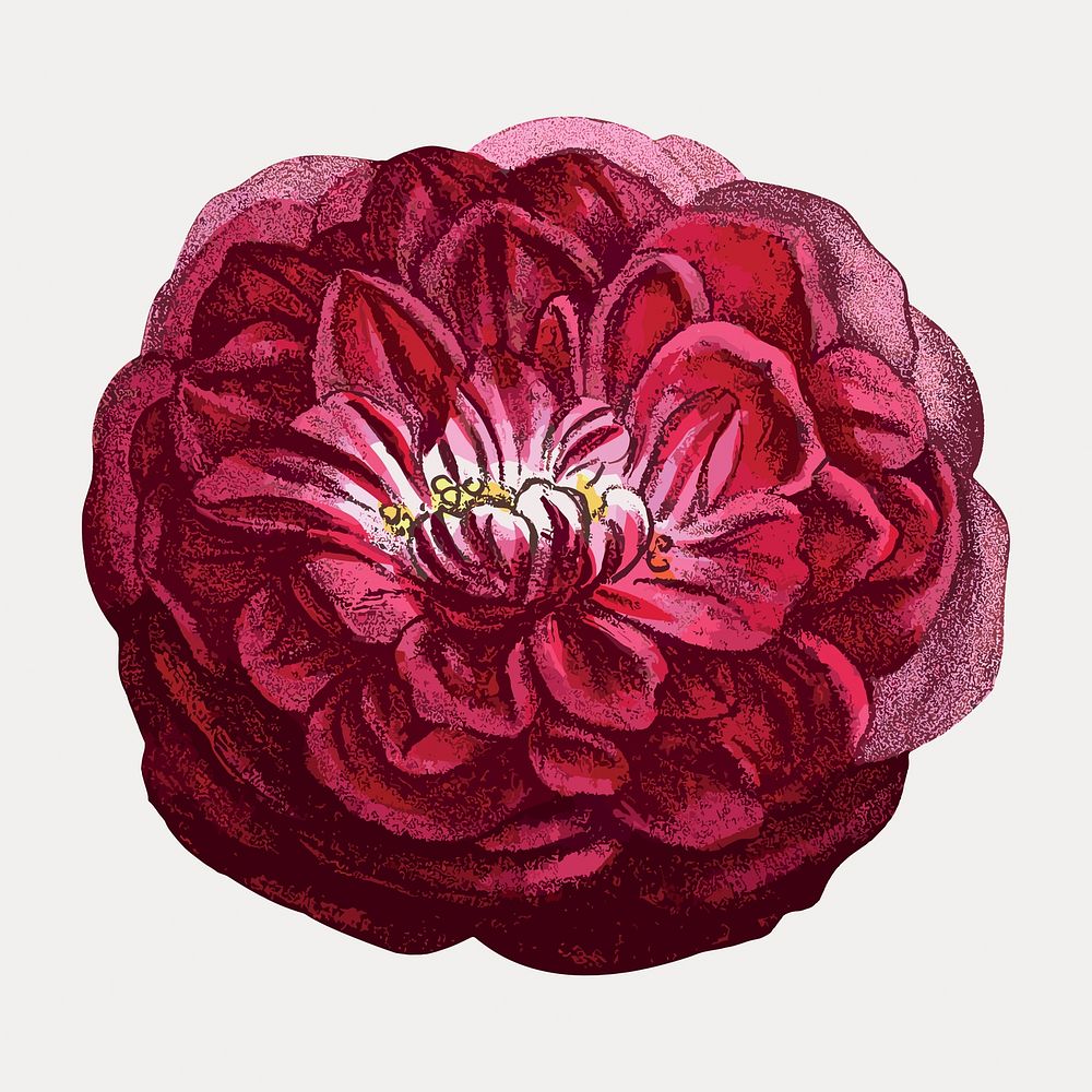 Red rose, French flower vintage | Free Vector - rawpixel