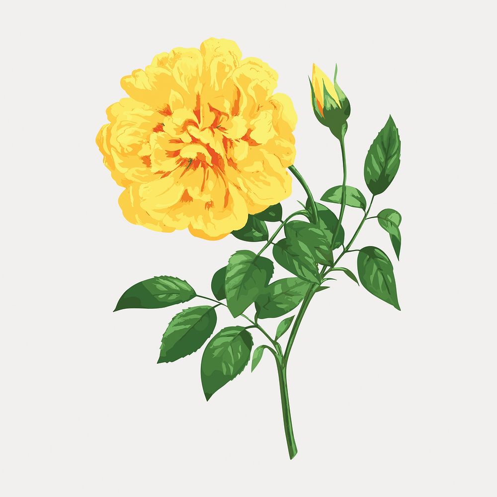 Yellow rose, French flower vintage | Free Vector - rawpixel