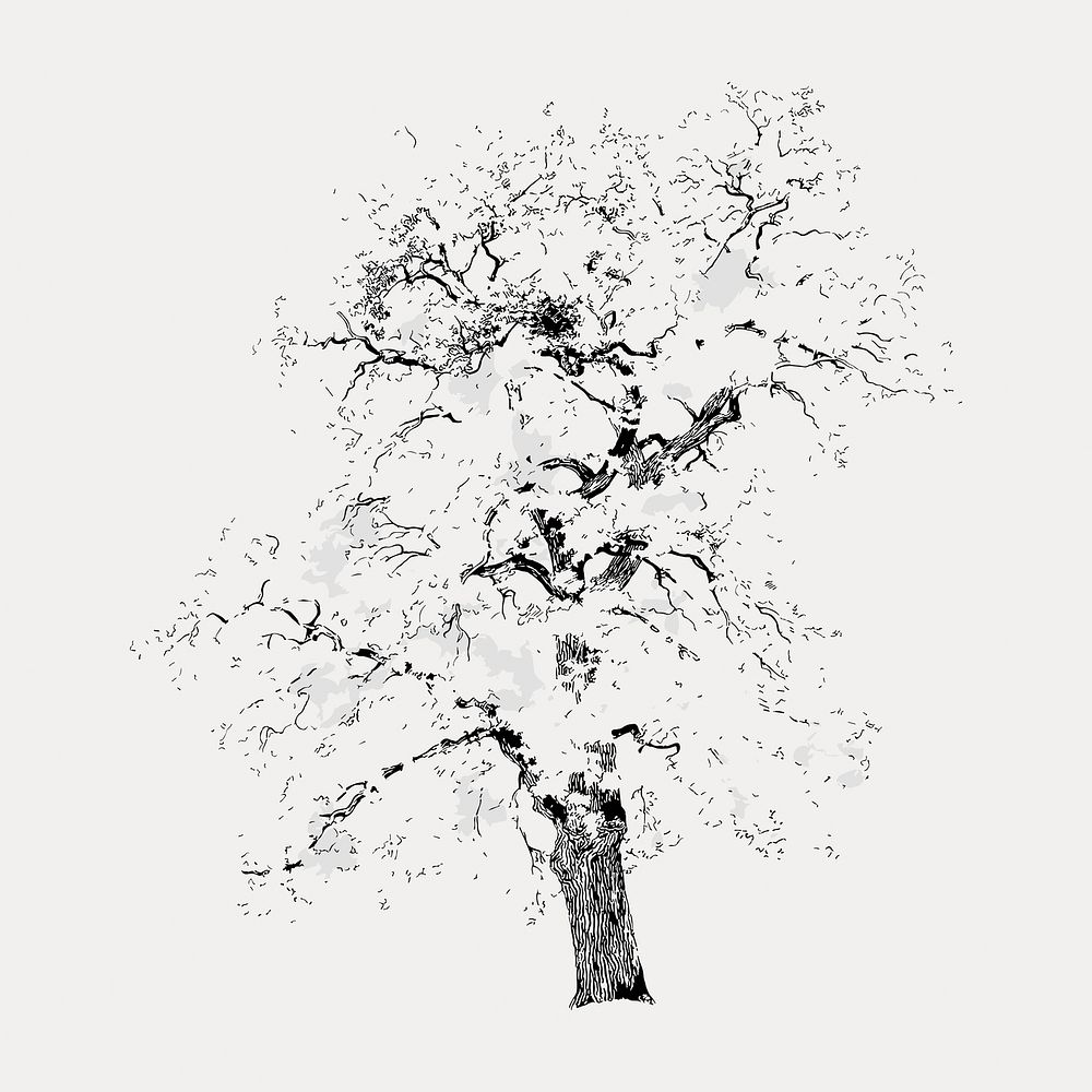 Vintage oak tree illustration, vector | Free Vector - rawpixel