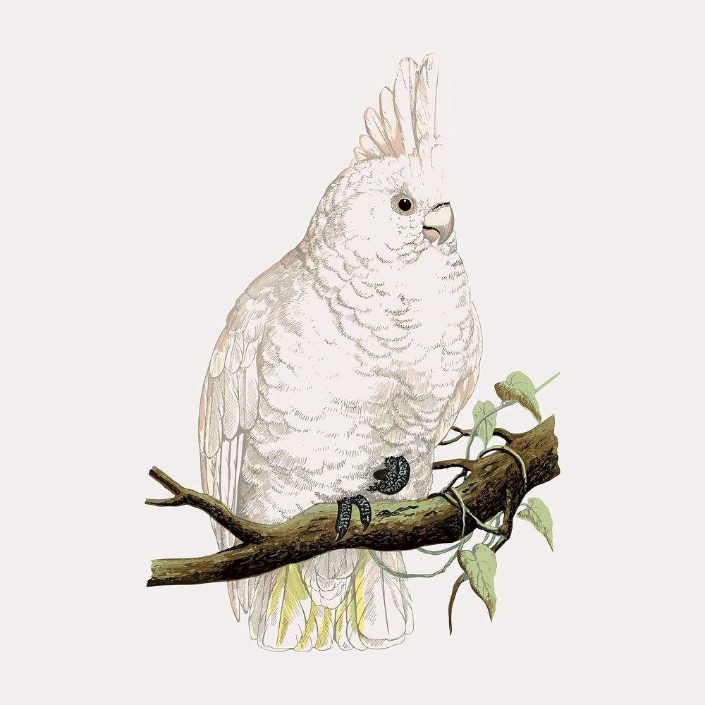 Vintage bird goffin's cockatoo, vector | Free Vector - rawpixel