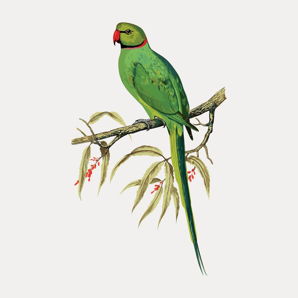 Vintage bird bengal parakeet, vector | Free Vector - rawpixel