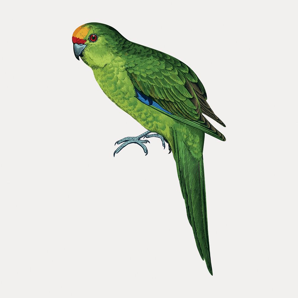 Vintage bird golden-crowned parakeet, vector | Free Vector - rawpixel