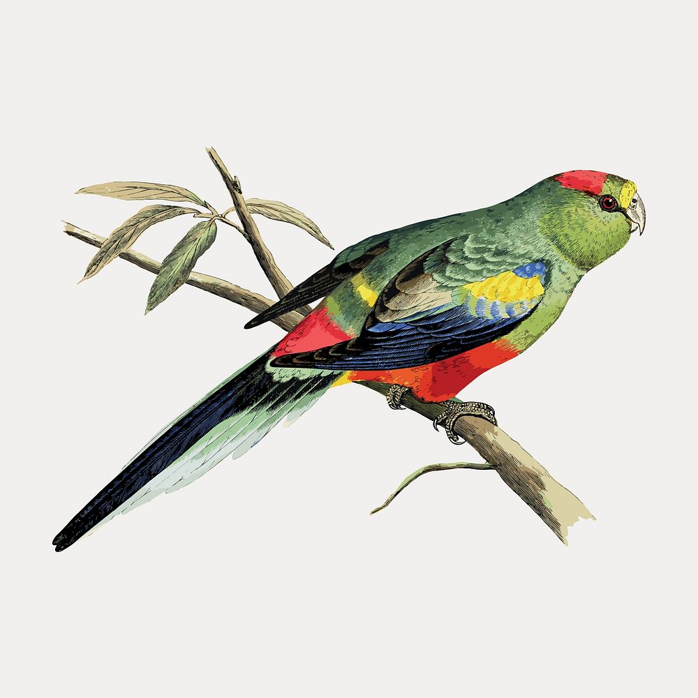 Vintage bird many-coloured parakeet, vector | Free Vector - rawpixel