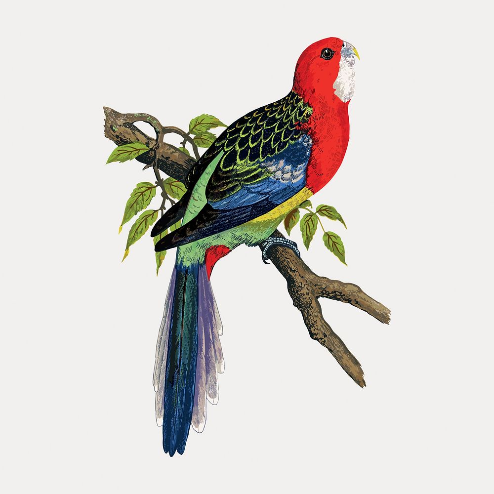 Vintage bird rosella parakeet illustration | Free Vector - rawpixel