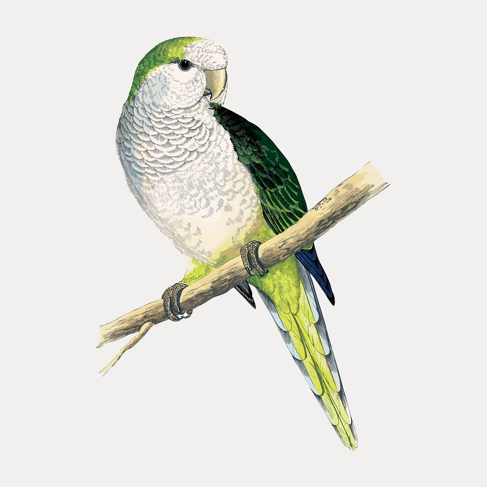 Vintage bird grey-breasted parakeet, vector | Free Vector - rawpixel