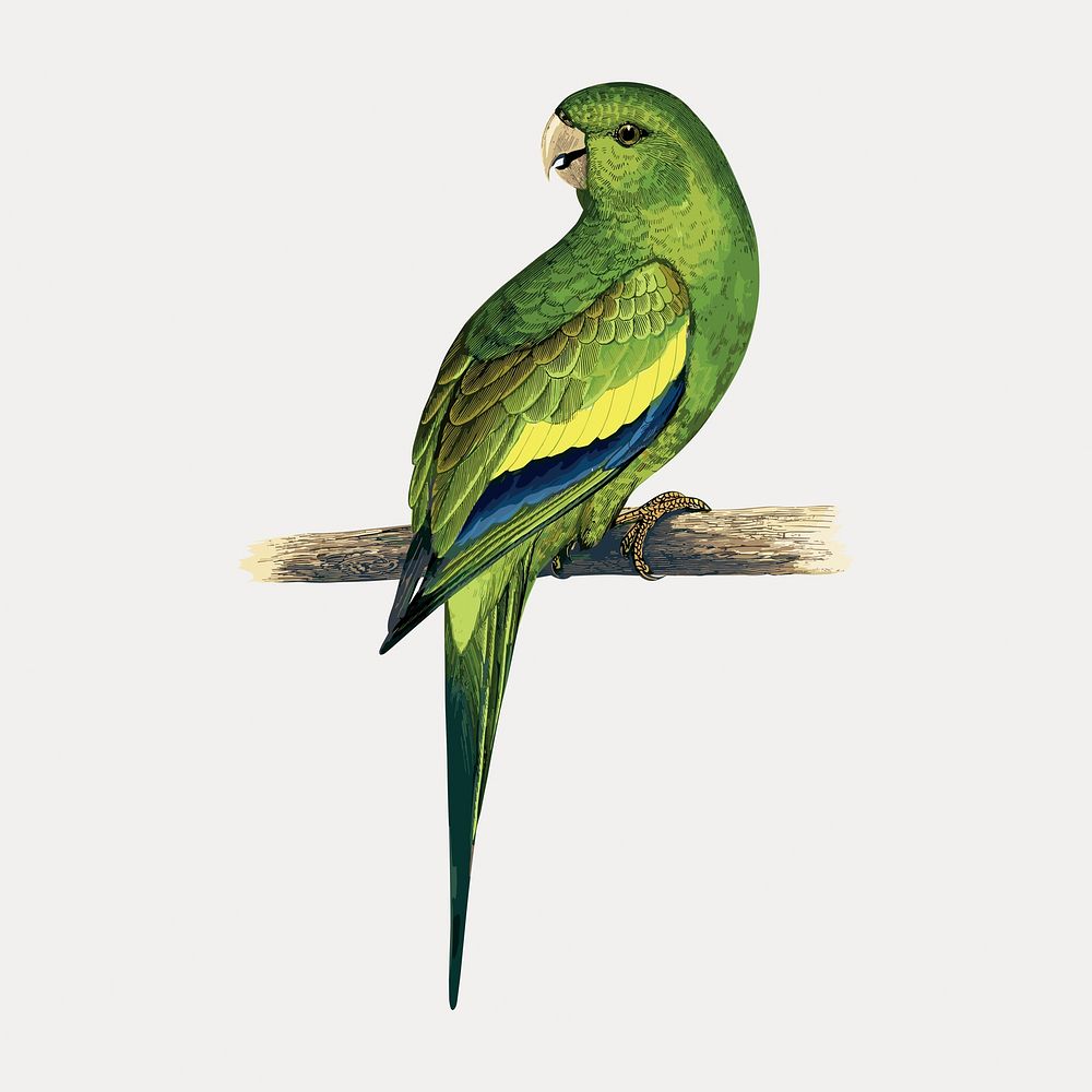 Vintage bird canary-winged conure, vector | Free Vector - rawpixel