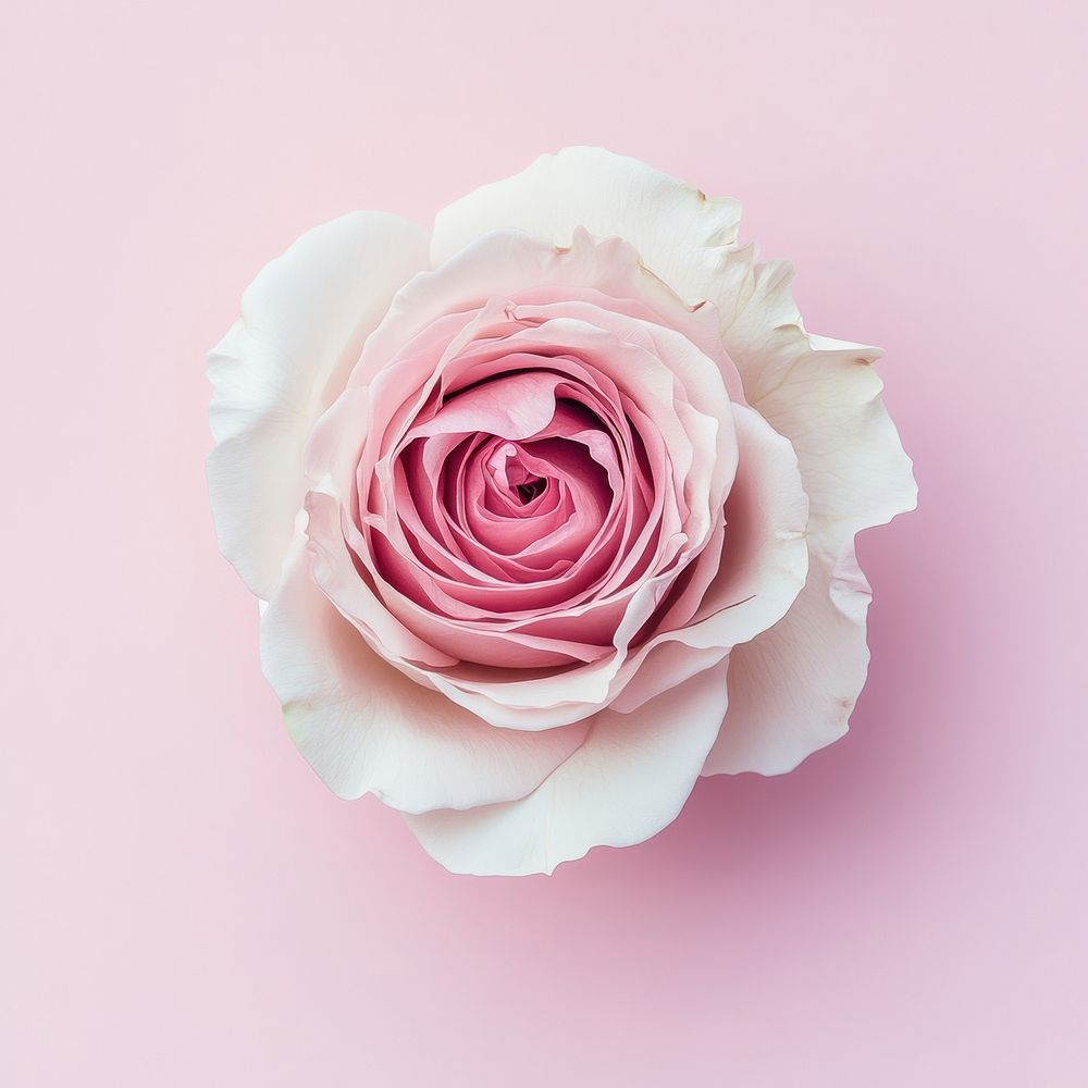 Pink rose flower petals beauty | Free Photo - rawpixel