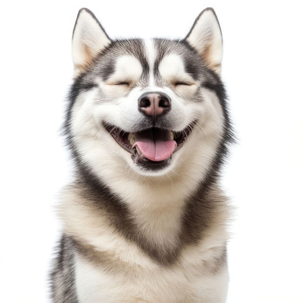 Dog wink animal husky pet. | Free Photo - rawpixel