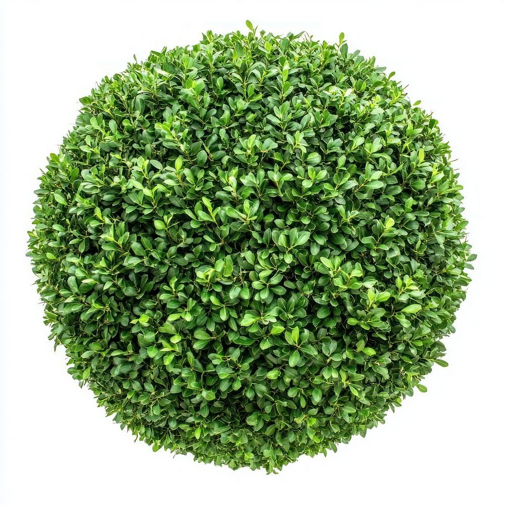 Round shaped bush plant vegetation | Free Photo - rawpixel