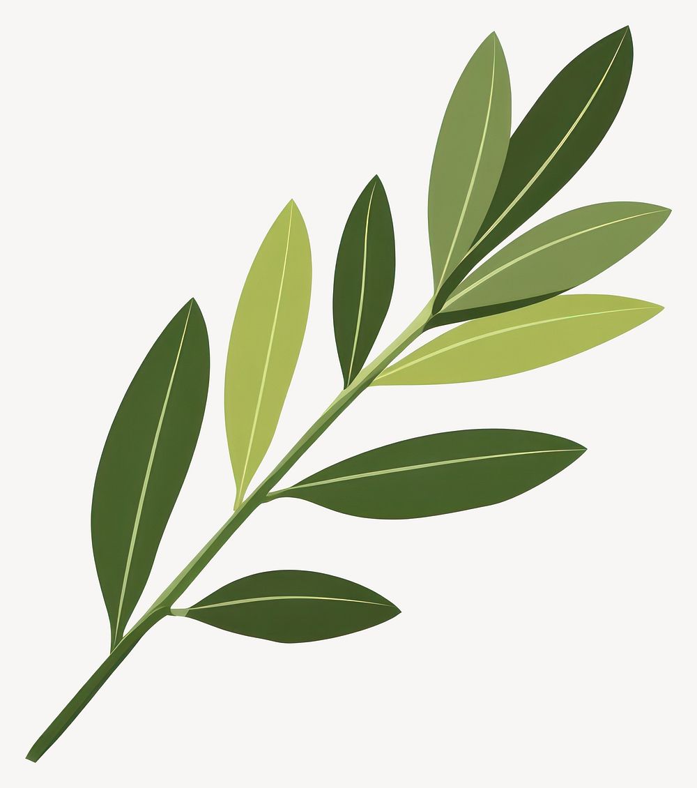 Green olive leaf illustration plant | Free Vector - rawpixel