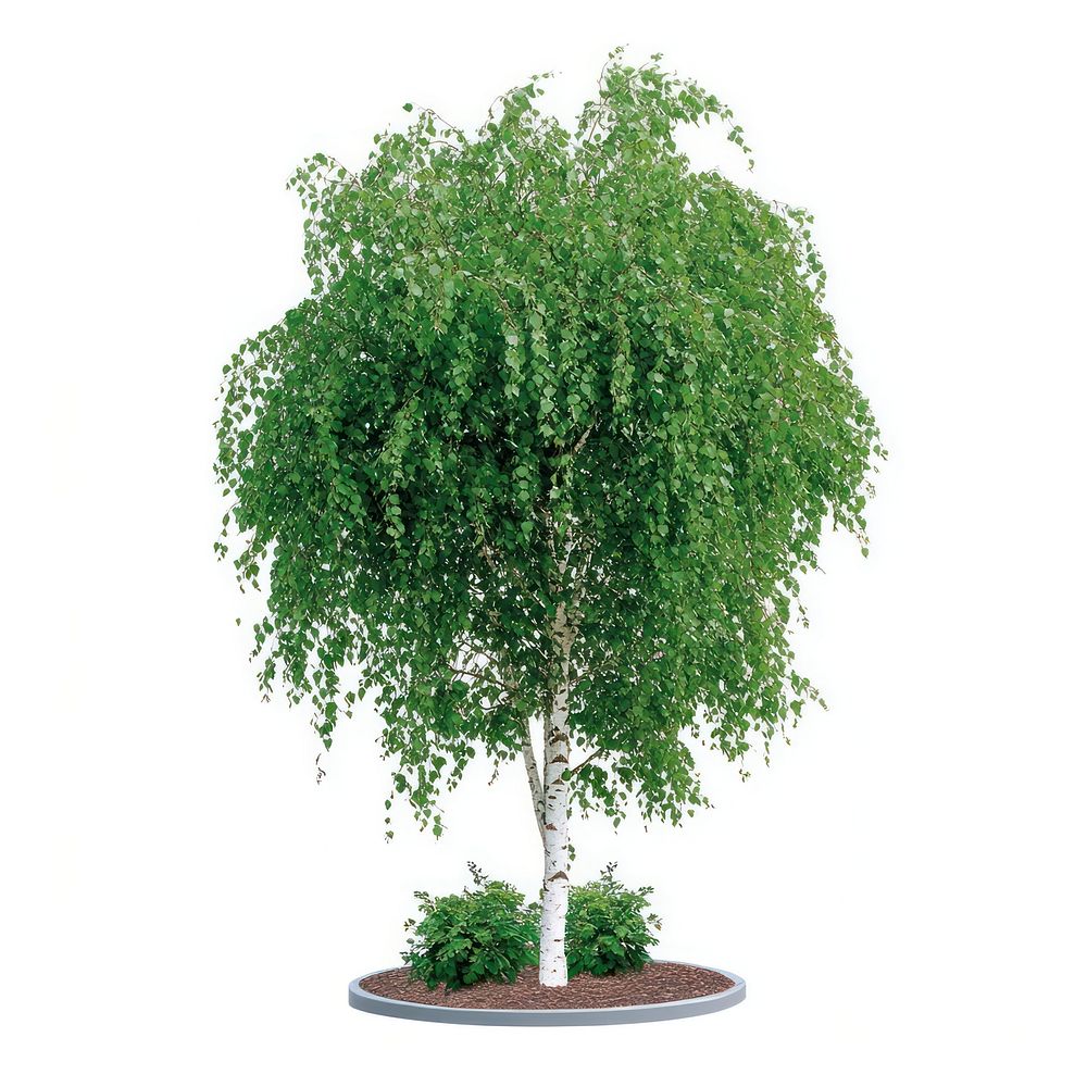 Real weeping birch tree isolated | Free Photo - rawpixel