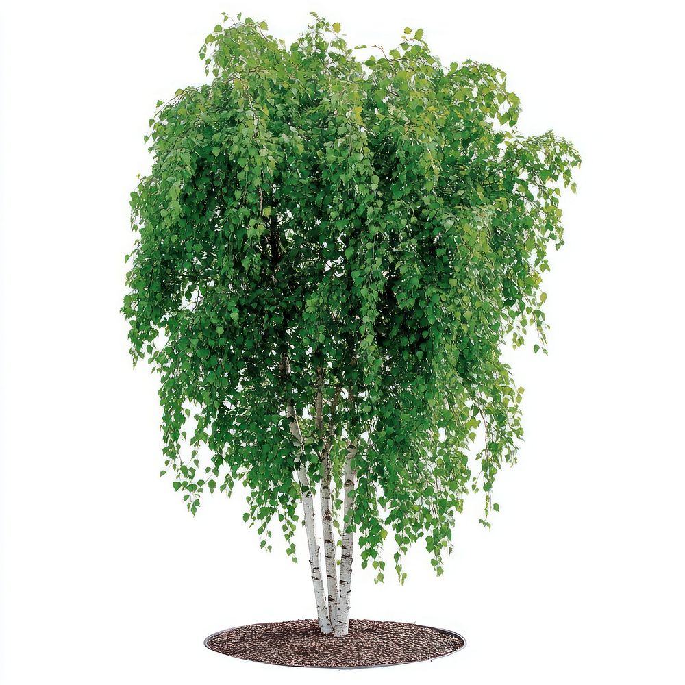 Real weeping birch tree plant | Free Photo - rawpixel