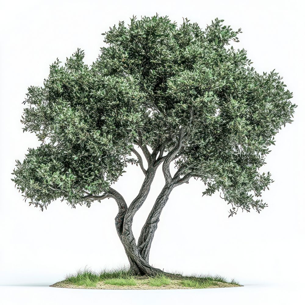 Real oak tree isolated plant | Free Photo - rawpixel