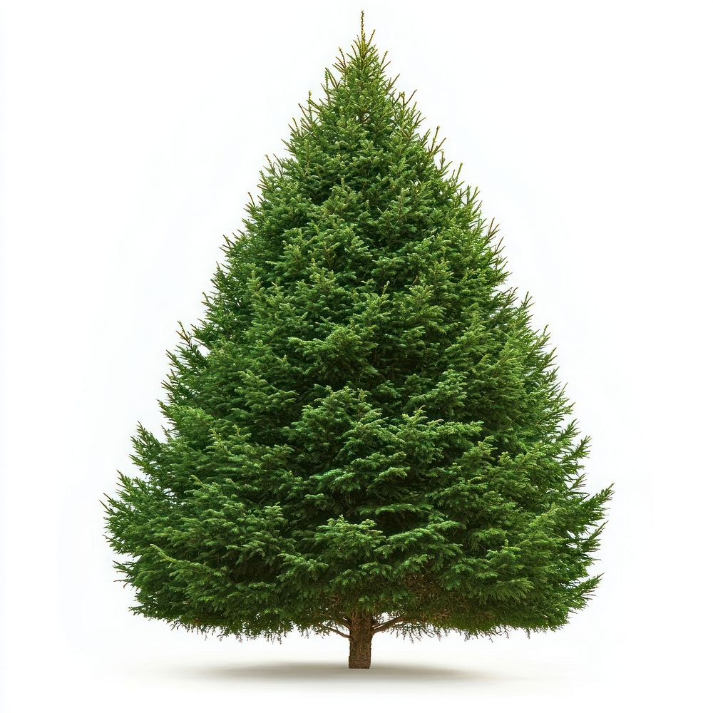 Real fir tree isolated plant | Free Photo - rawpixel