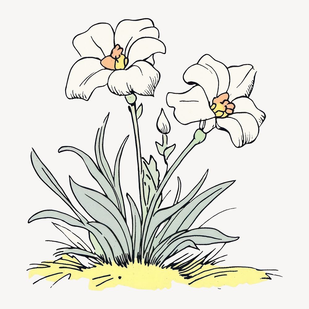Flower illustration drawing white vector | Free Vector - rawpixel