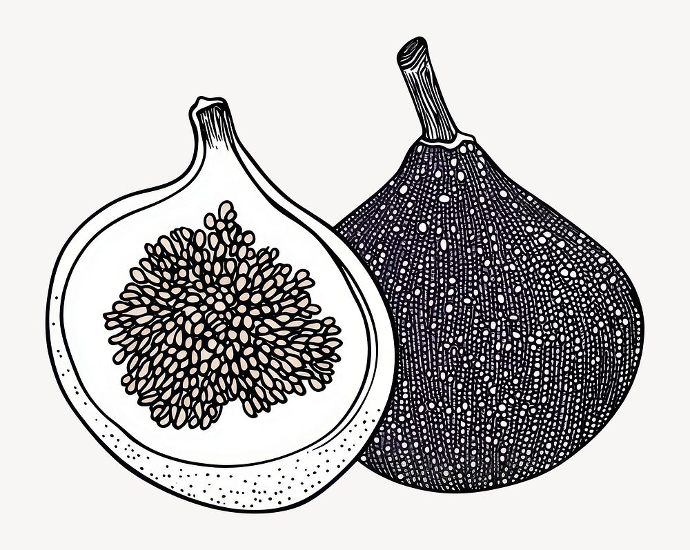 Fig fruit illustration white art | Free Vector - rawpixel