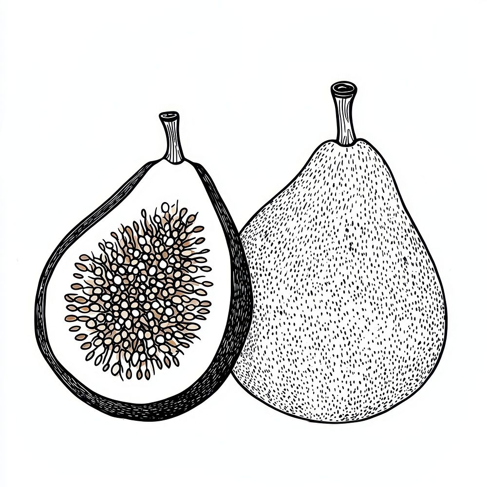 Fig fruit illustration drawing sketch. | Free Photo Illustration - rawpixel