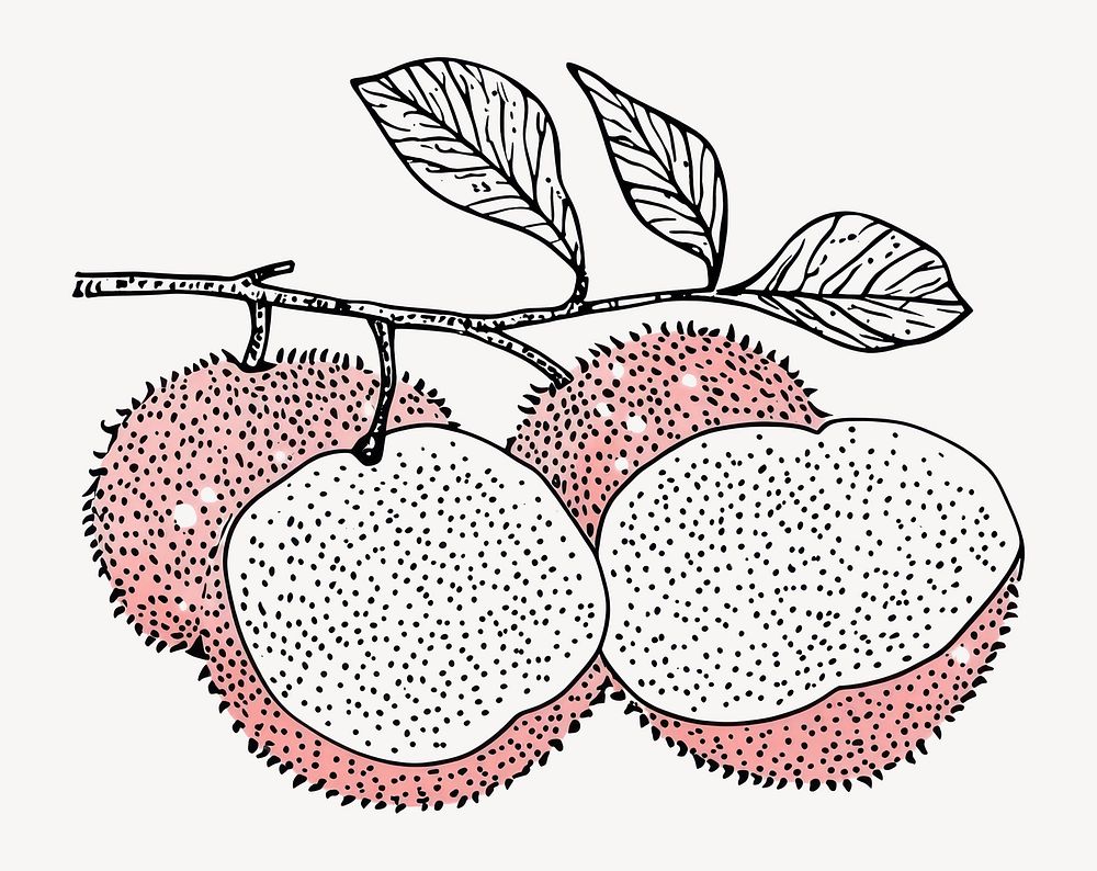 Lychee illustration drawing sketch vector | Free Vector - rawpixel
