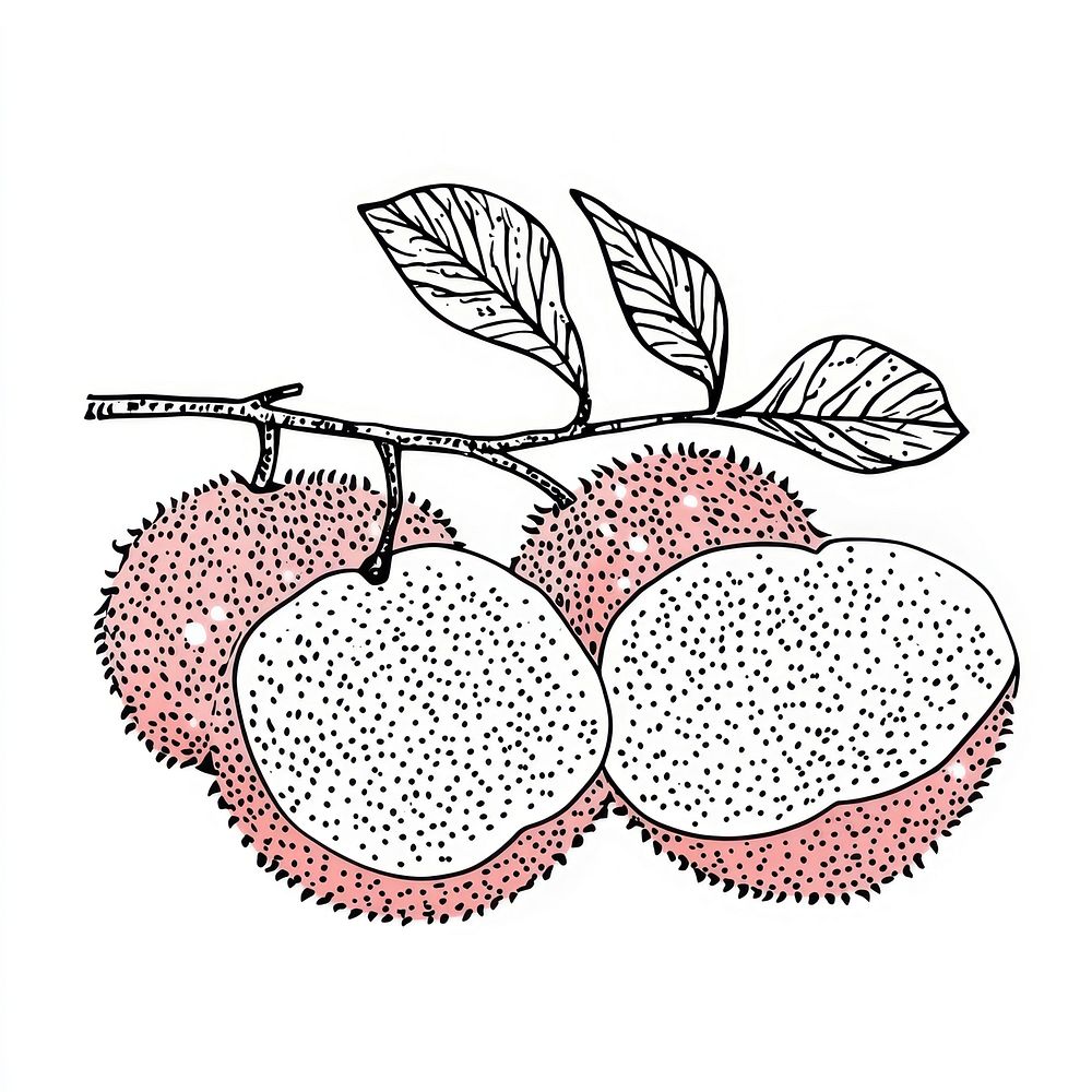 Lychee illustration drawing sketch. | Free Photo Illustration - rawpixel