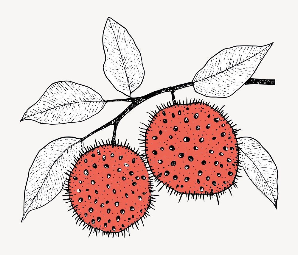 Rambutan illustration drawing sketch vector | Free Vector - rawpixel