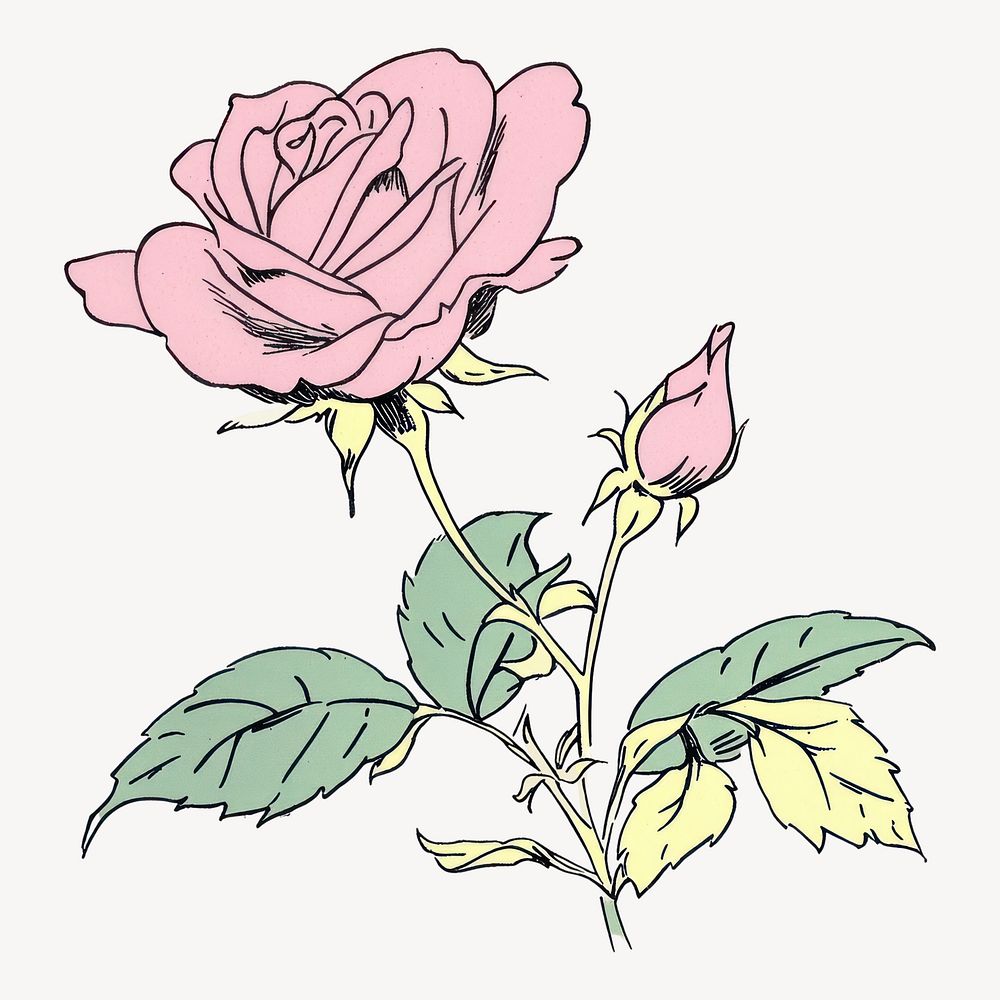 Rose illustration drawing flower vector | Free Vector - rawpixel