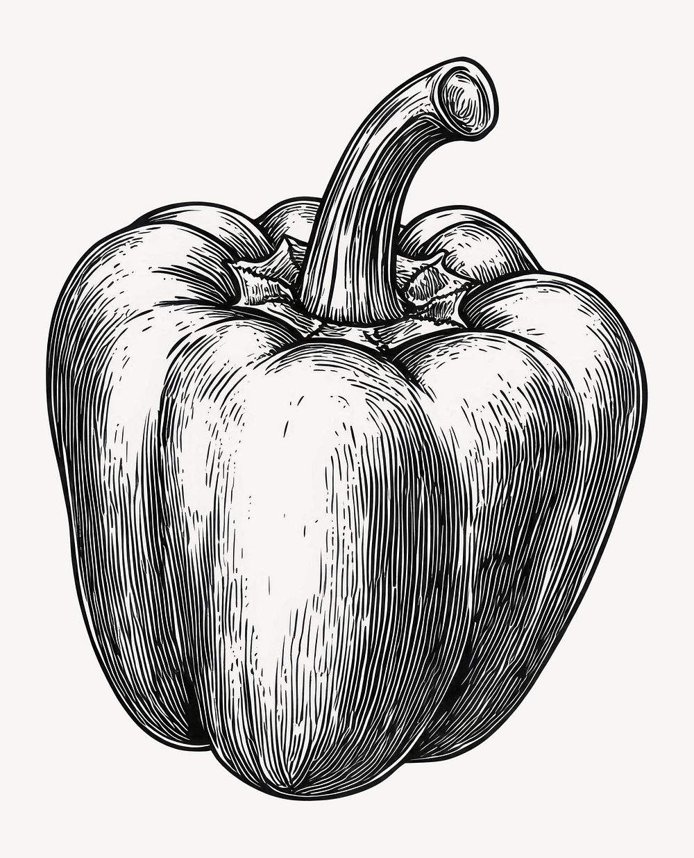 Bell pepper vegetable black white | Free Vector Illustration - rawpixel