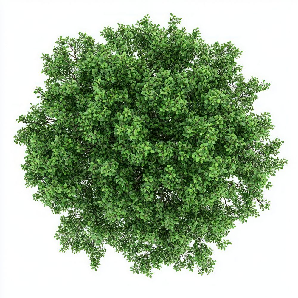 Real sycamore tree green view | Free Photo - rawpixel