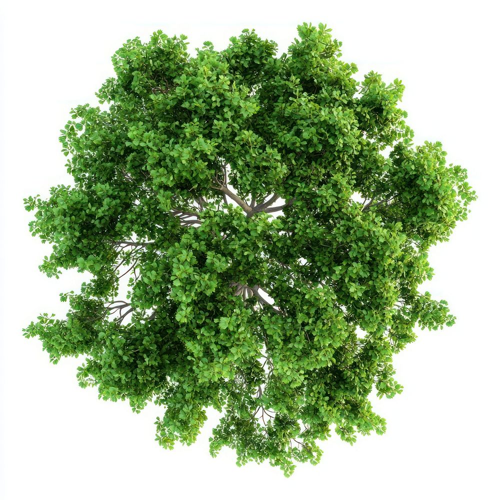 Real sycamore tree photography green | Free Photo - rawpixel