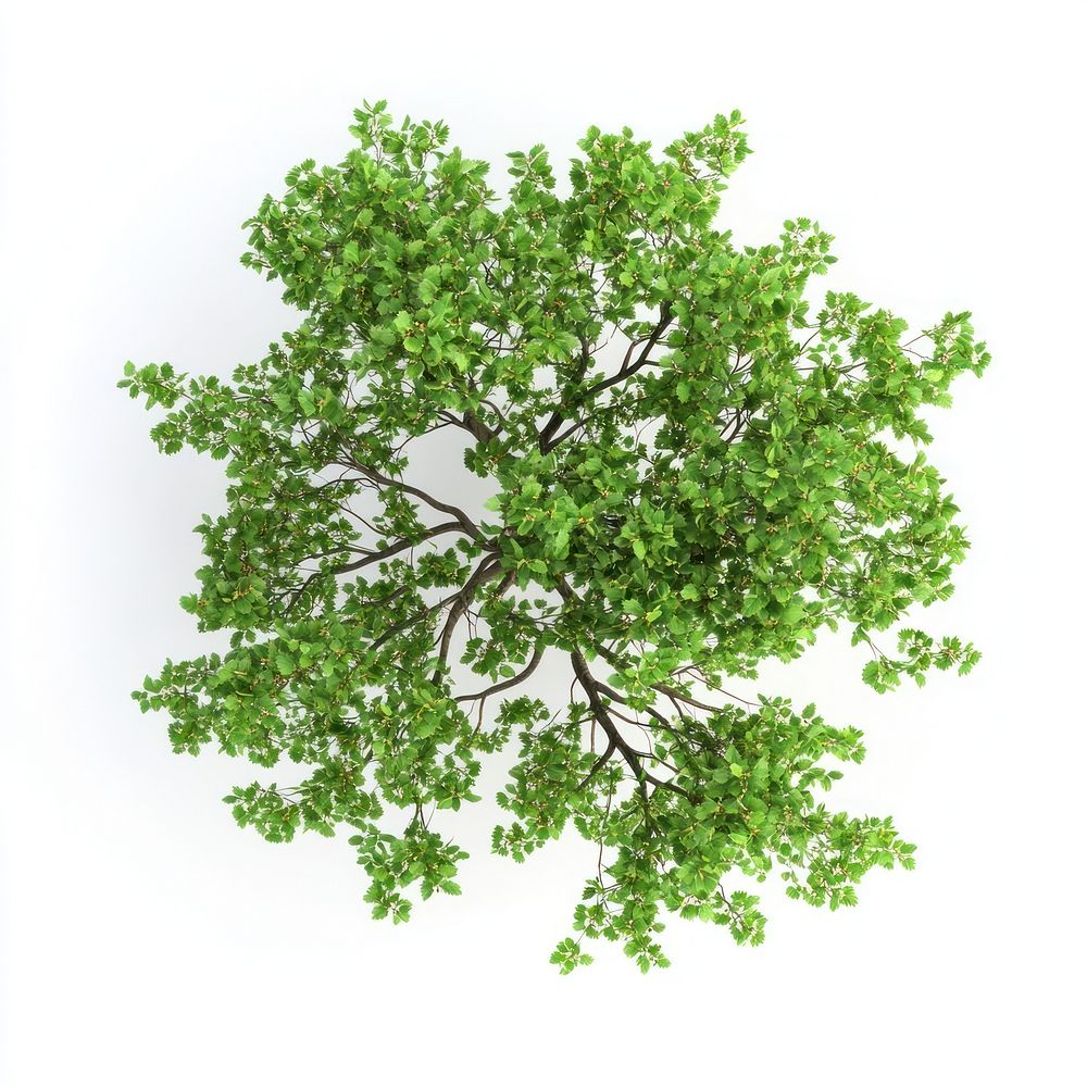 Real sycamore tree photography green | Free Photo - rawpixel