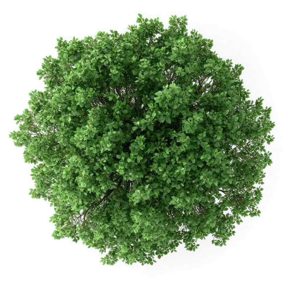 Real sycamore tree photography green | Free Photo - rawpixel