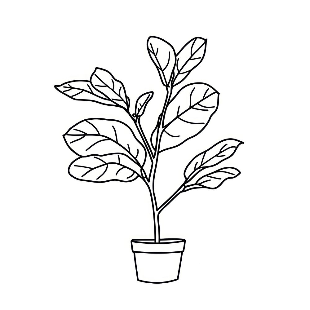Fiddle-leaf fig art drawing sketch. | Free Photo Illustration - rawpixel