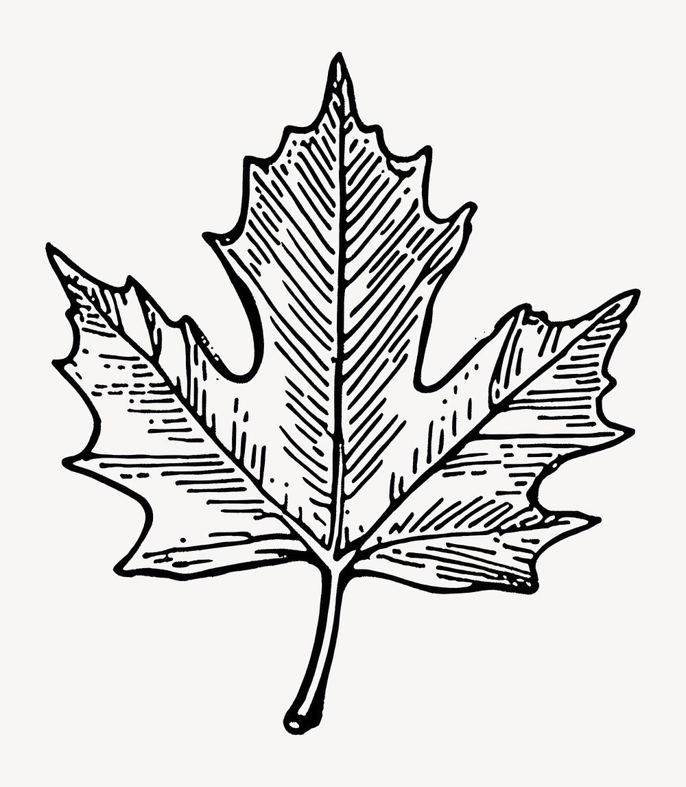 Maple leaf sketch illustration hand-drawn | Free Vector - rawpixel