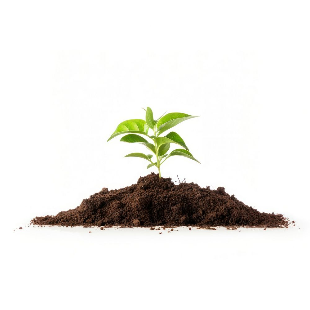 Stack soil small plant sprout | Free Photo - rawpixel