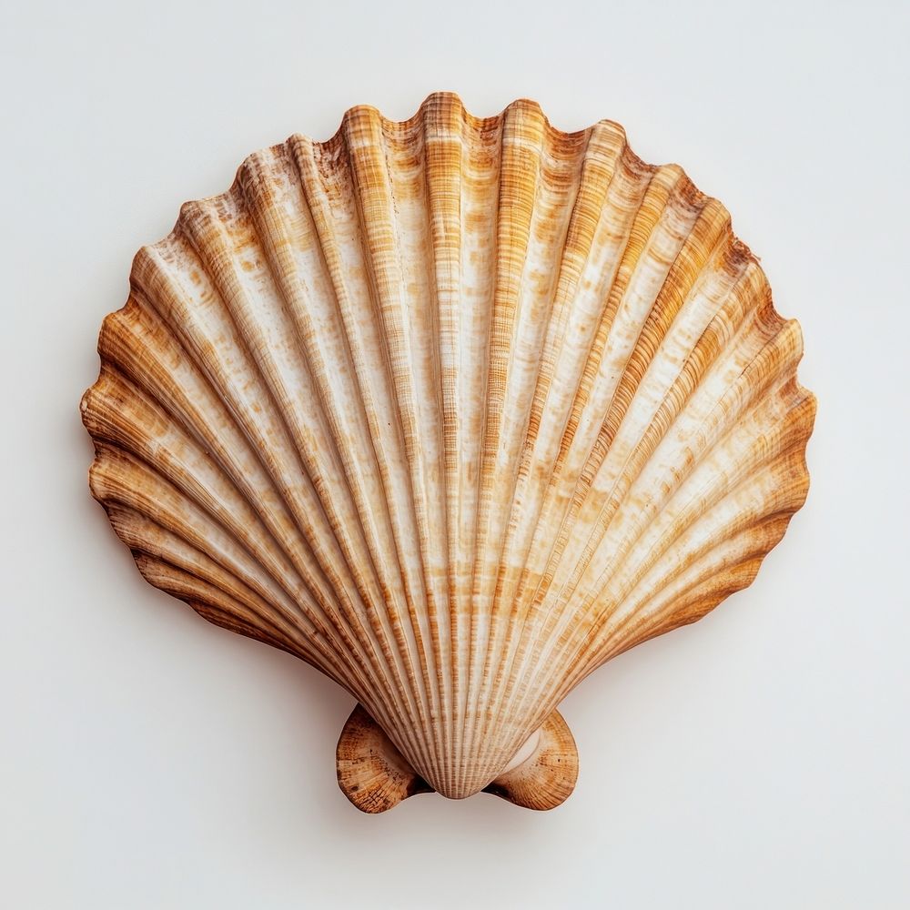 Seashell seashell style invertebrate. | Free Photo - rawpixel