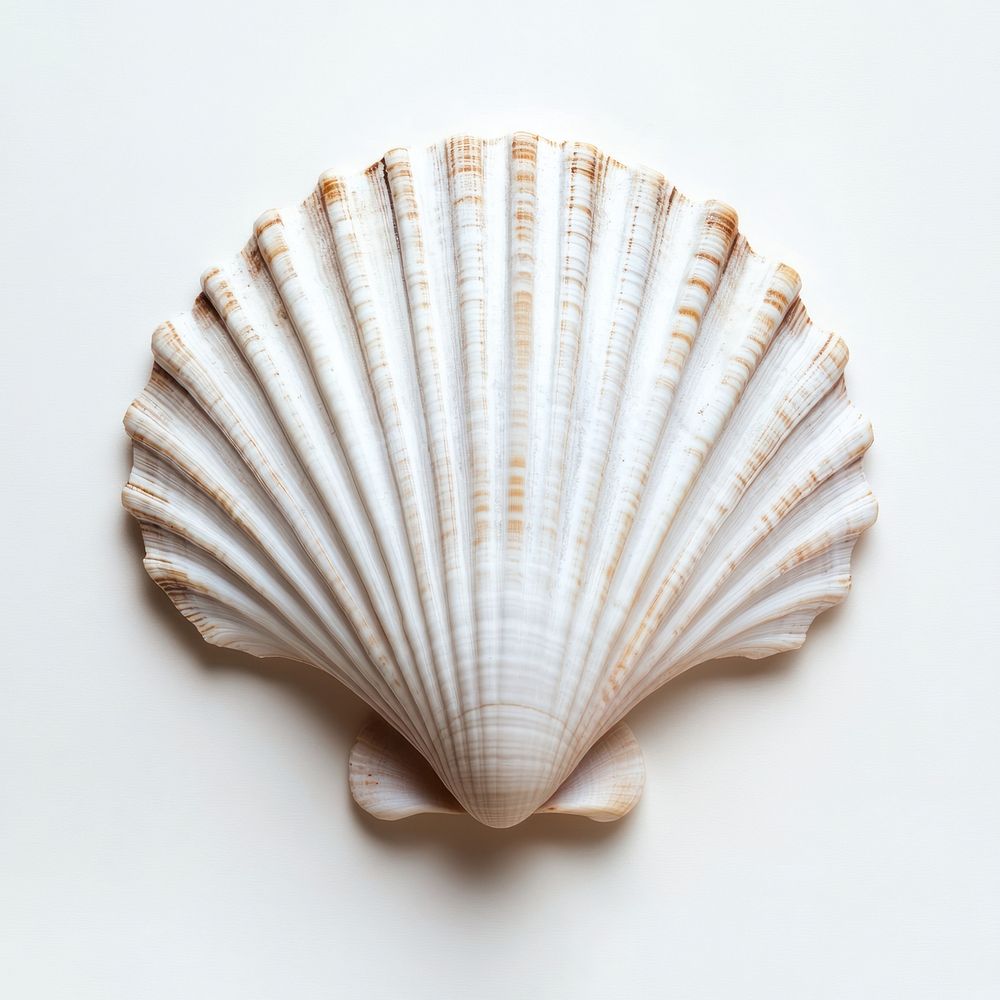 Seashell seashell invertebrate seafood. | Free Photo - rawpixel