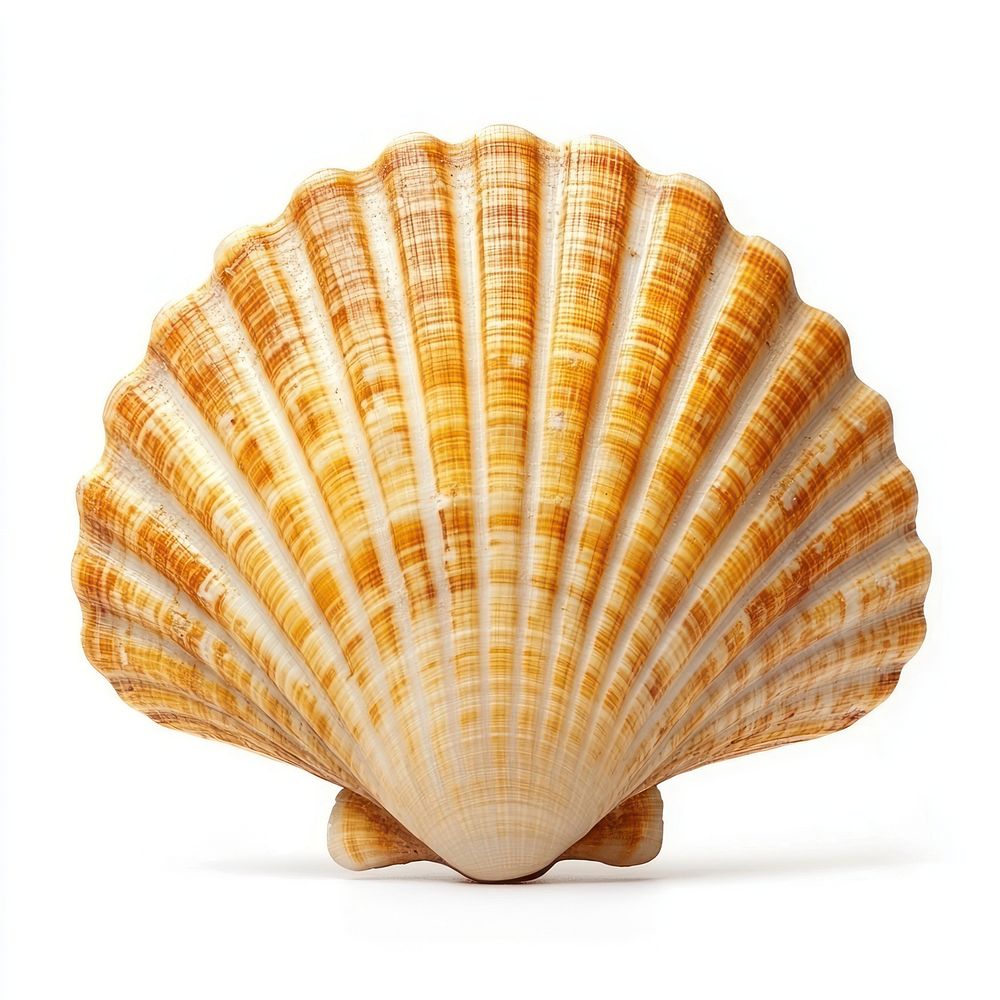 Seashell seashell invertebrate seafood | Free Photo - rawpixel