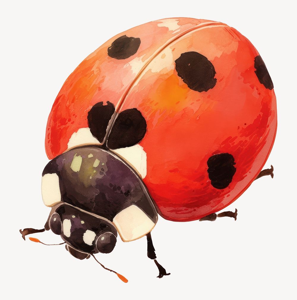 Ladybug illustration watercolor ladybug vector | Free Vector Illustration - rawpixel
