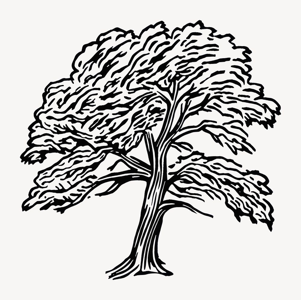 Maple tree drawing art sketch | Free Vector - rawpixel
