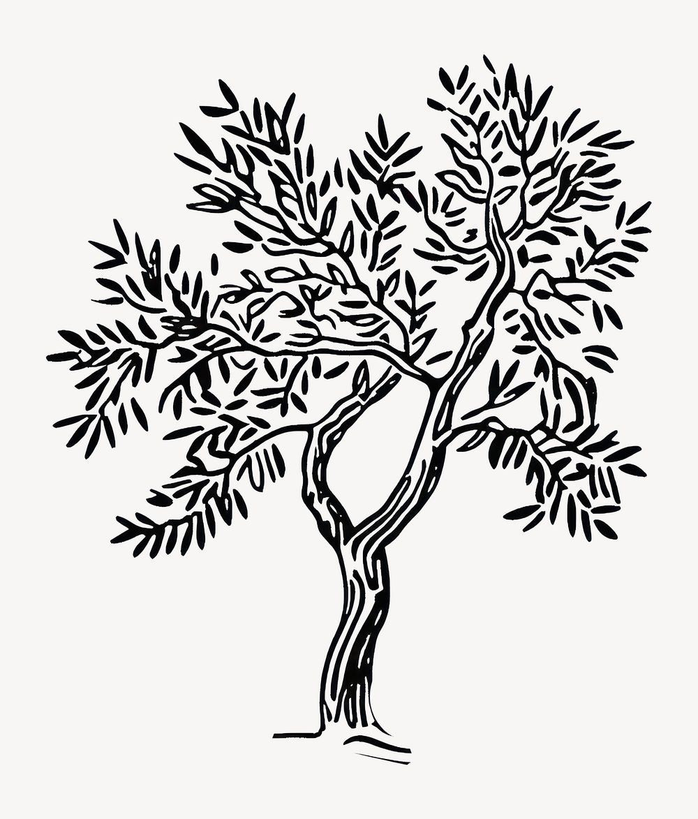 Olive tree drawing art white | Free Vector - rawpixel
